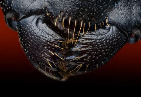 Carpenter Ant Mandibles This Is A Focused Stacked Image Of The