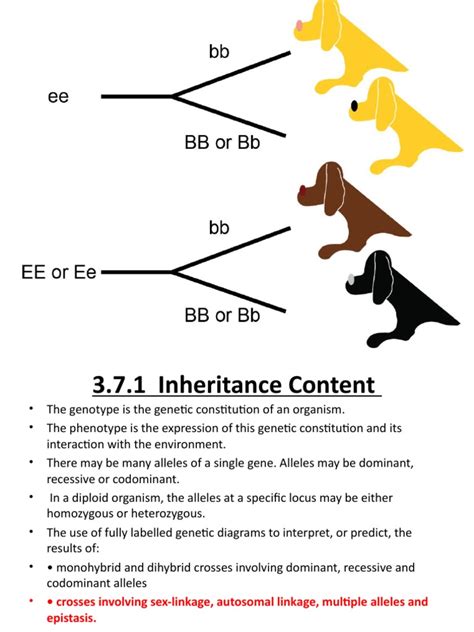 Epistasis And Genetic Inheritance Ratios Pdf Dominance Genetics Genotype