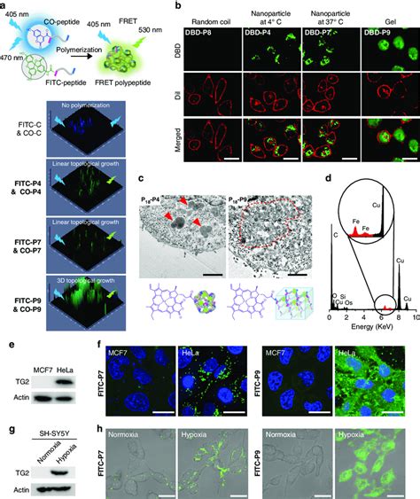 Intracellular Polymerization And In Situ Aggregation Of Peptide