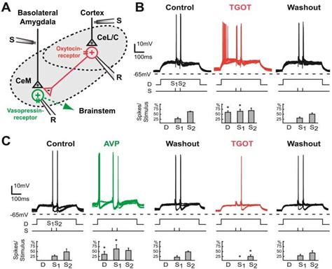 Effects Of Oxytocin And Vasopressin On The Gating Of Inputs From