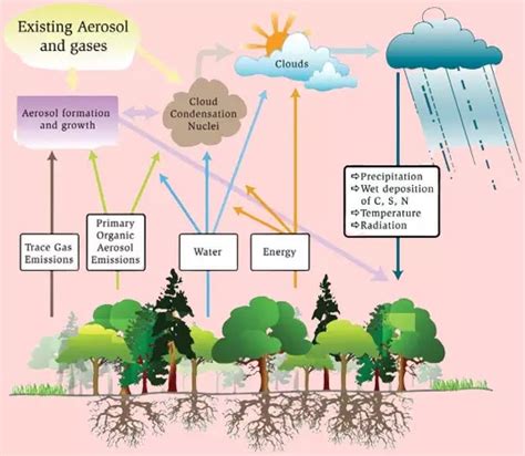 वन पारिस्थितिकी तंत्र Forest Ecosystem Van Ka Paristhitik Tantra