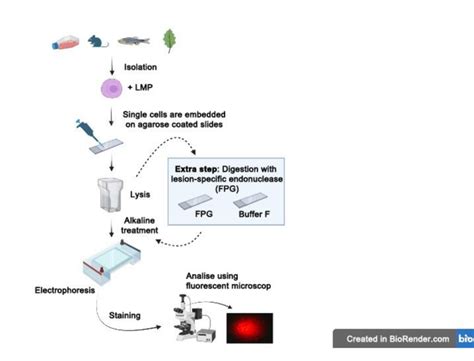The General Illustration Depicts The Alkaline Comet Assay Protocol An