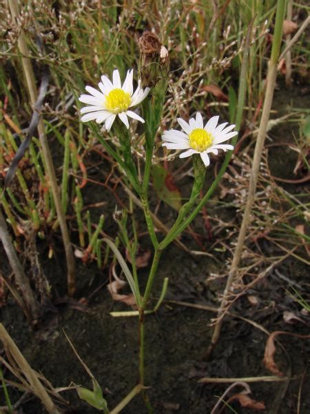 Annual Saltmarsh Aster Guide New York Natural Heritage Program