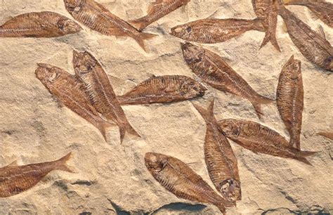 Fossils Evidence Of Pangaea The Discovery