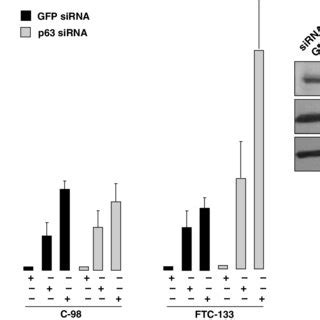 Effect Of Tap63a On P53 Mediated Tumour Suppression In Thyroid Cancer