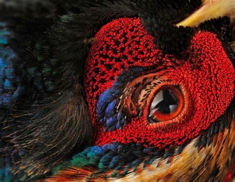 Pheasant Feather Meaning Discover Its Spiritual Significance