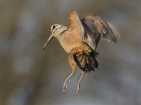 Woodcock Flying