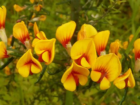Aotus Gracillima Friends Of Queens Park Bushland
