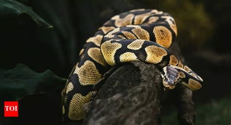 How Do Pythons Manage To Swallow Prey Larger Than Their Heads The Times Of India
