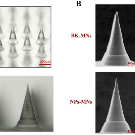 Morphology A And Scanning Electron Microscope Sem Morphology Of