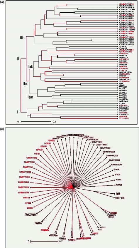 Hierarchical Clustering Of 63 Bread Wheat Genotypes Used During The