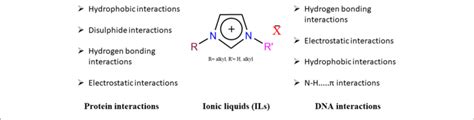 Interactions Of A Typical Ionic Liquids With Proteins And DNA Images Download Scientific