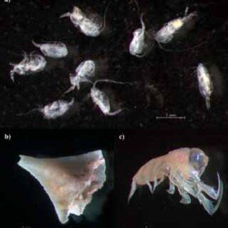 The Size Mass And Tl Sl Relationships For T Trachypterus And Z