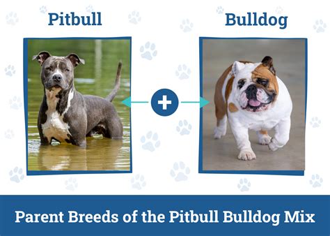 Pitbull Vs Bulldog Difference