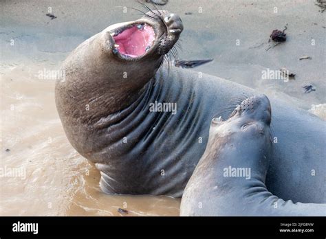 Elepant Seal Laying On The Beach At Elephant Seal Vista Point San