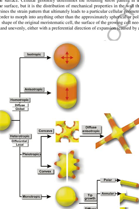 Different Shapes Of Plant Cells Generated By Heterotropic Growth Red Download Scientific