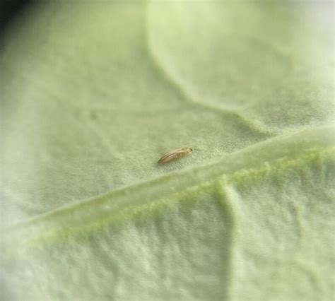 Scouting Brassicas Hudson Valley Farm Hub