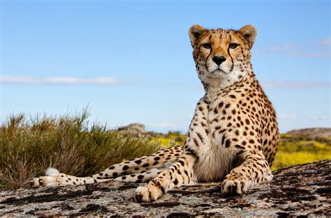 Land Mammal Declines Are Unraveling Food Webs