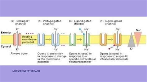 Transportation Across Cell Membranepptx