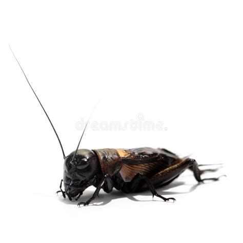 Grilo Imagem De Stock Imagem De Praga Diretamente Nave 24532277