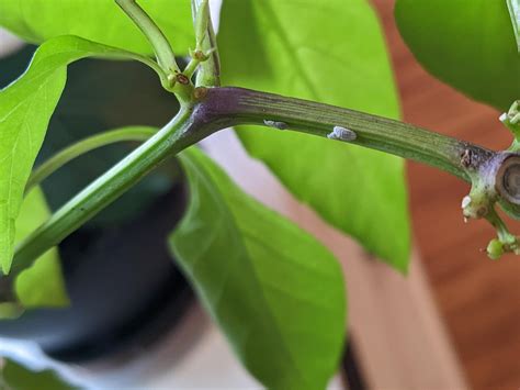 What Are These Insects On My Pepper Rhouseplants