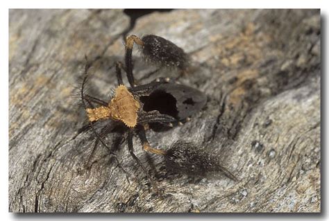 Feather Legged Assassin Bug Lochman Transparencieslochman Transparencies