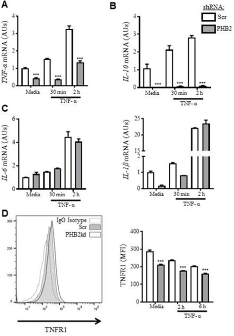 The Prohibitin Complex Regulates Macrophage Fatty Acid Composition