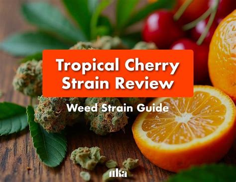 Tropical Cherry Strain Review Weed Strain Guide
