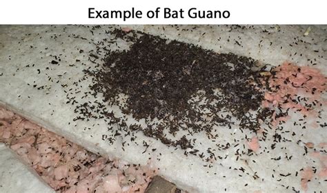 Bat Guano Color