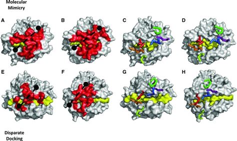 Representative Examples Of Molecular Mimicry And Disparate Docking Download Scientific Diagram