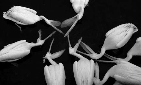 큰 흰색 펠리컨 펠레카누스 오노크로탈루스는 또한 동부 흰색 펠리컨 장미 펠리컨 또는 흰색 펠리컨 큰 조류 물을 마시는 조류로 알려진 2018년에 대한 스톡 사진 및 기타