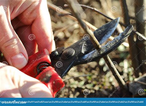 Pruning Fruit Trees In Spring Grafting A Fruit Tree To Another Apple Variety Stock Image