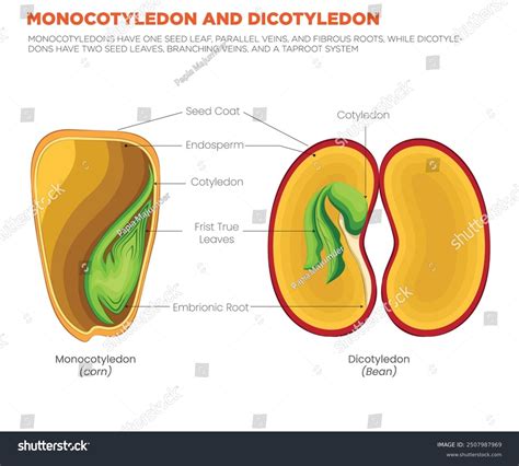 Monocotyledons Have One Seed Leaf Parallel Stock Vector Royalty Free 2507987969 Shutterstock