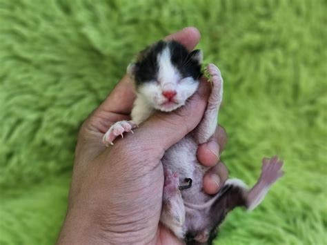 코리안숏헤어 잡채 폼스키크기 폼치크기 폼피츠크기 푸숑크기 노르웨이숲크기 데본렉스크기 뱅갈크기 샴크기 셀커크렉스크기 스핑크스크기 아메리칸숏헤어크기 아메리칸컬크기 아비시니안크기