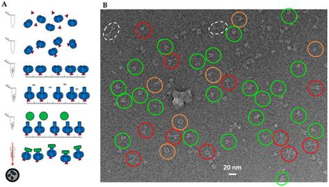Toxins Special Issue Cellular Entry Of Binary And Pore Forming Bacterial Toxins