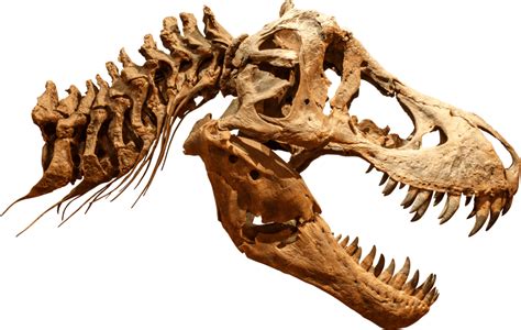 Dinosaur Skull Pngs For Free Download