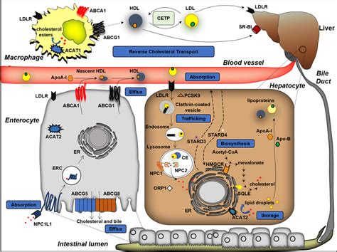 Overview Of Cholesterol Homeostasis Cholesterol Levels Are Maintained Download Scientific