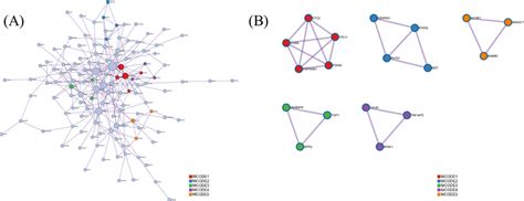 A Proteinprotein Interaction Ppi Network B The Molecular Complex