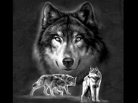 Wolf Backgrounds For Computer
