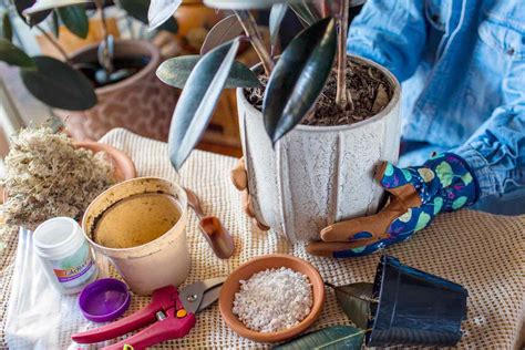 How To Propagate Rubber Trees From Cuttings