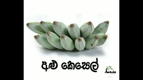 ලංකාවේ කෙසේල් හදුනාගනිමු Youtube