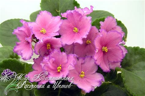 Разновидности фиалок Фиалки делят на сорта по типу цветка •Фиалки с мелкими цветами до двух