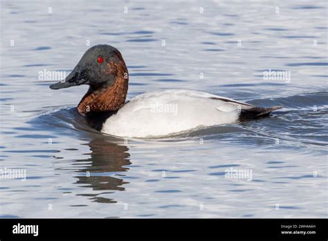 Canvasback Duck Breeding Male Palo Alto Baylands Santa Clara County