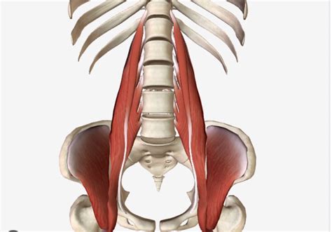 Psoas Major Muscle Model