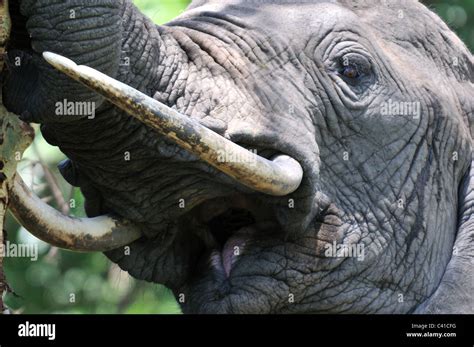 African Elephant Using Tusks Against To Strip Bark From A Tree In