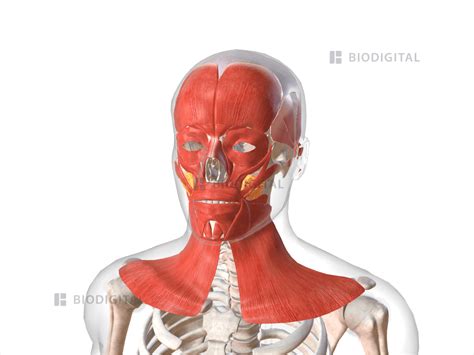 Muscles Of Facial Expression Biodigital Anatomy