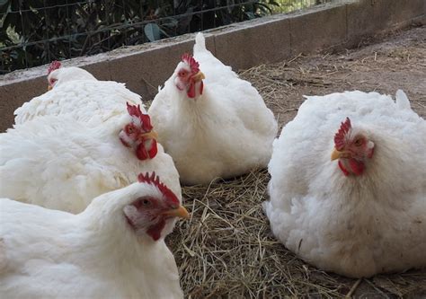 Pollets De La Terreta Recaudación De Fondos Coral