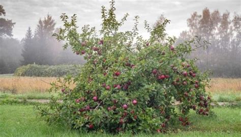 Trees Under 10 Feet Tall List Of 20 Low Maintenance Options