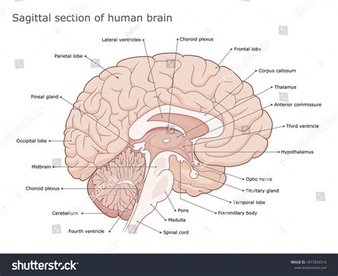Human Brain Internal Anatomy Vector Diagram Stock Vector Royalty Free 1871836516 Shutterstock