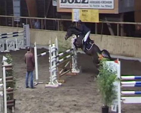 Sunshine Iv Zuchtstute 3 Exklusive Videos Pedigree Ergebnisse Rimondo